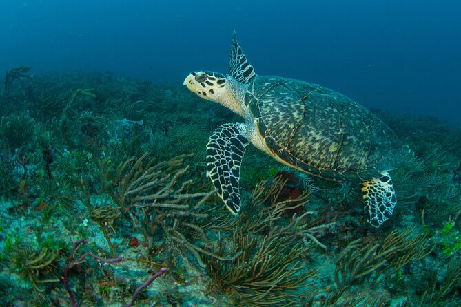 Scuba Diving Experience in West Palm Beach - An In-Depth Look at the West Palm Beach Scuba Tour