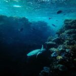 Scuba Diving experiences - The Sum Up