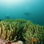 Scuba Diving in Boracay: SSI Basic Diver for Beginners - The Value of the Experience