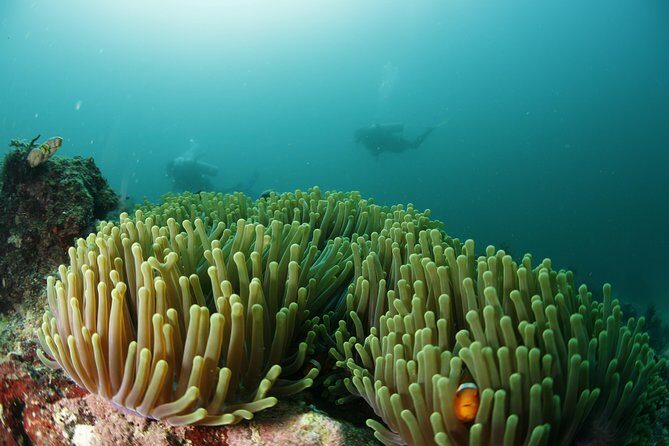 Scuba Diving in Boracay: SSI Basic Diver for Beginners - The Value of the Experience