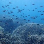 Scuba Diving Menjangan Island - The Diving Experience