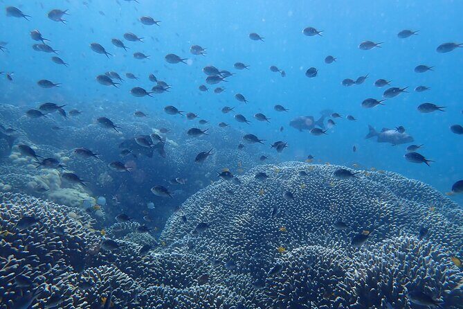 Scuba Diving Menjangan Island - The Diving Experience