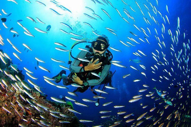 Scuba Diving on Catalina Island | 2 tanks, 2 spots - Authentic Experiences and Real Traveler Feedback