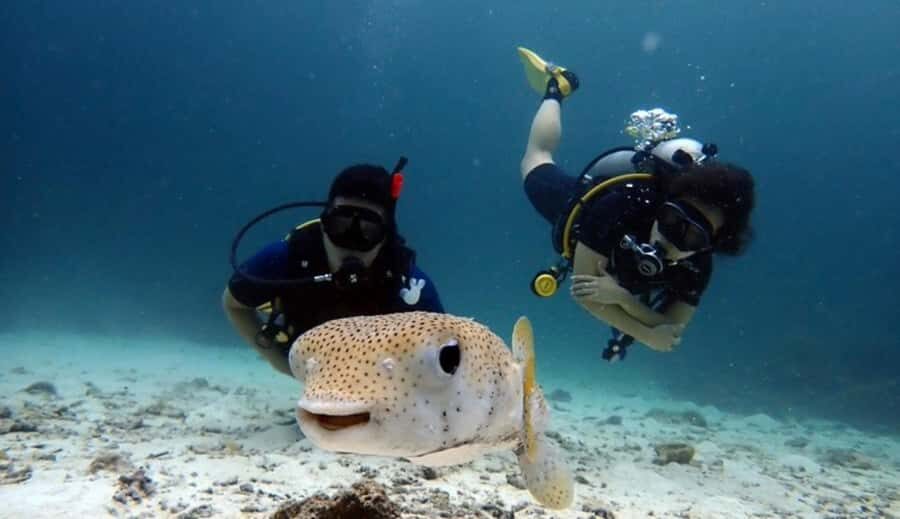 Scuba Diving Refresher(3 dives) - A Detailed Breakdown of the Itinerary