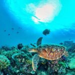 Scuba diving/snorkeling in Nusa Penida with manta rays - Why This Tour Is Worth Considering