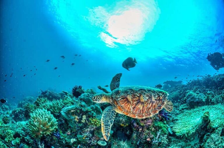 Scuba diving/snorkeling in Nusa Penida with manta rays - Why This Tour Is Worth Considering