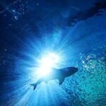 Sea Life Bangkok Ocean World Tickets - Final Thoughts: Is It Worth Your Time?