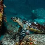 Sea-nic, Sip N Snorkel on a Semi-Submersive Seacraft - Why This Tour Offers Good Value