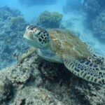 Sea Scooter Jet Snorkeling "Moorea Dream Adventure" - The Sum Up