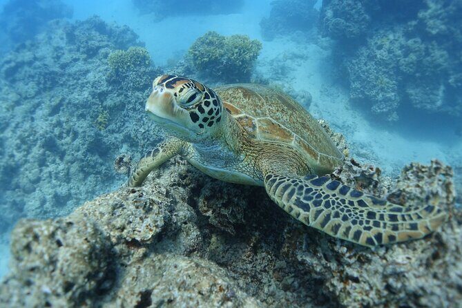 Sea Scooter Jet Snorkeling "Moorea Dream Adventure" - The Sum Up
