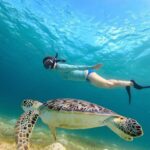 Sea Turtle Snorkel Tour - What Travelers Say: Real Experiences