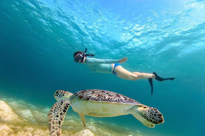 Sea Turtle Snorkel Tour - What Travelers Say: Real Experiences