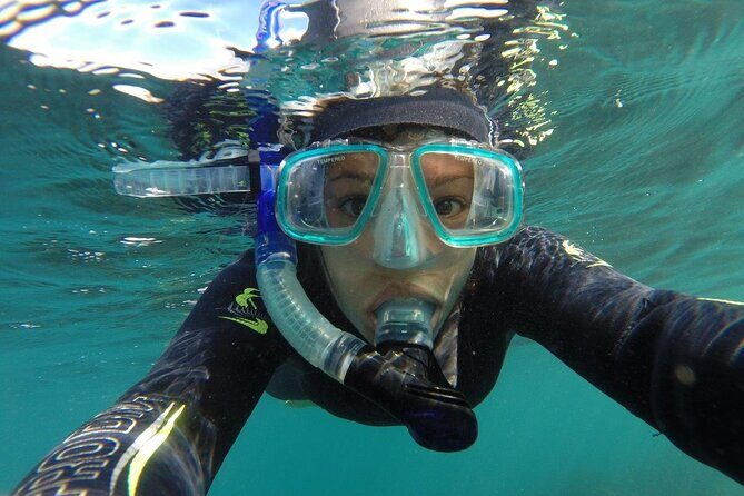 Seal Swimming Tour from Kaikoura - The Value of the Experience