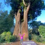 Seattle to California: National Parks and Coast Road Trip - What’s Included & How It Feels to Travel