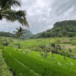 Selogriyo Temple Coffee Processing & Village Trekking Tour - A Detailed Breakdown of the Experience