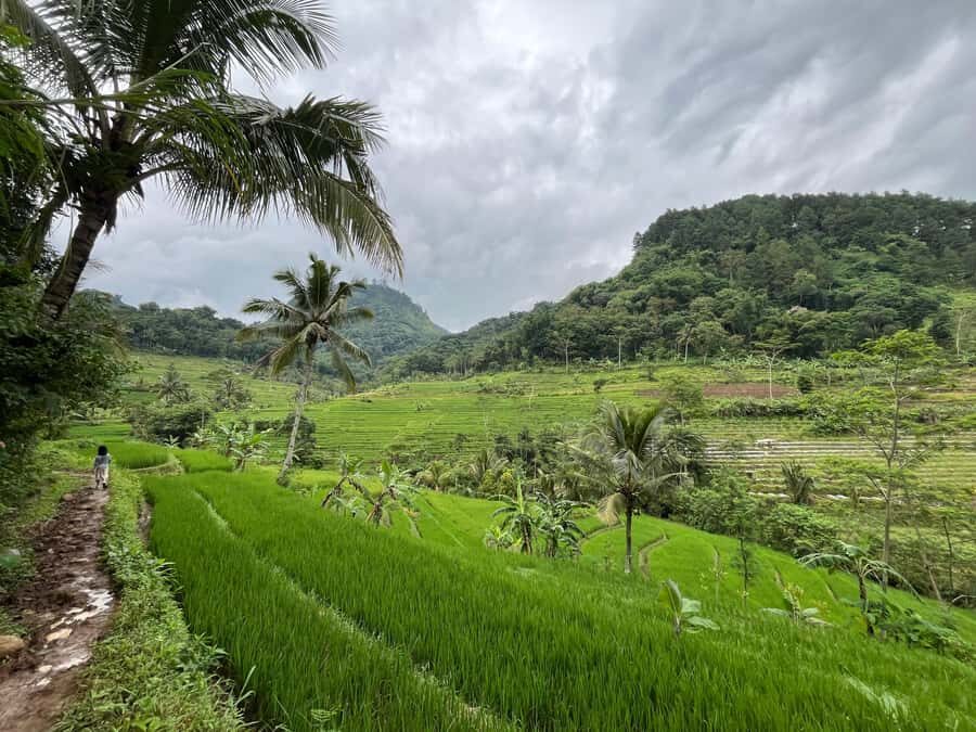 Selogriyo Temple Coffee Processing & Village Trekking Tour - A Detailed Breakdown of the Experience