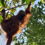 Semenggoh Orangutan and Annah Rais Longhouse - In-depth look at the itinerary