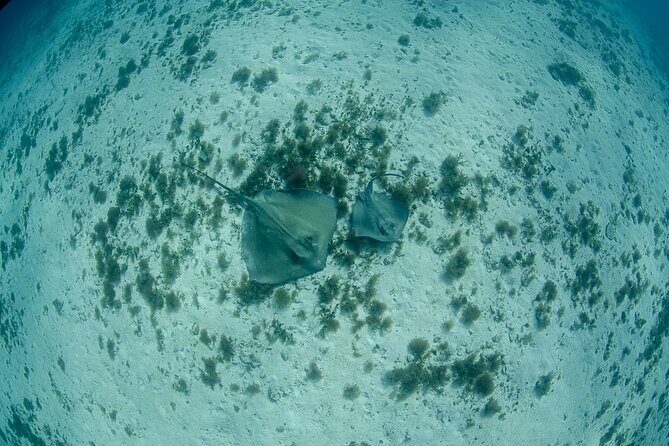 Semi Private Snorkeling Tour in Isla Mujeres - Who Should Consider This Tour?