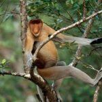 Semporna: Light Fishing & Mangrove Wildlife Cruise Dinner - Itinerary Breakdown