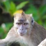 Semporna : Mangrove Cruise, Fireflies, Transfer & Dinner - Practical Tips for Travelers