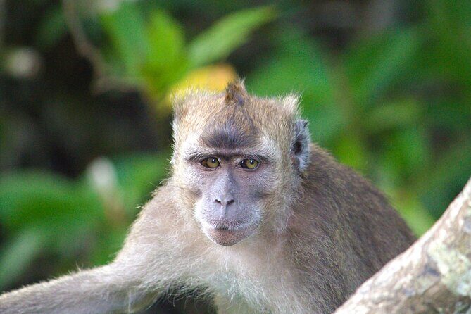 Semporna : Mangrove Cruise, Fireflies, Transfer & Dinner - Practical Tips for Travelers