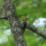 Senjogahara Nature Guide Tour in Nikko - The Value of This Tour