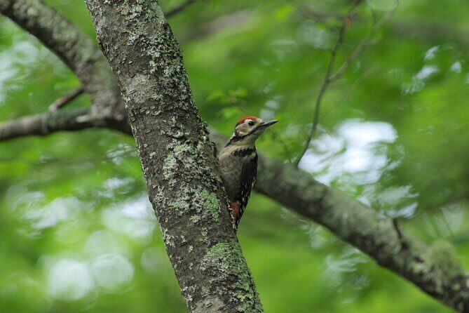 Senjogahara Nature Guide Tour in Nikko - The Value of This Tour