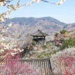 Seoul/Busan: Gwangyang Plum Blossom Festival Spring Day Tour - Who Will Love This Tour?