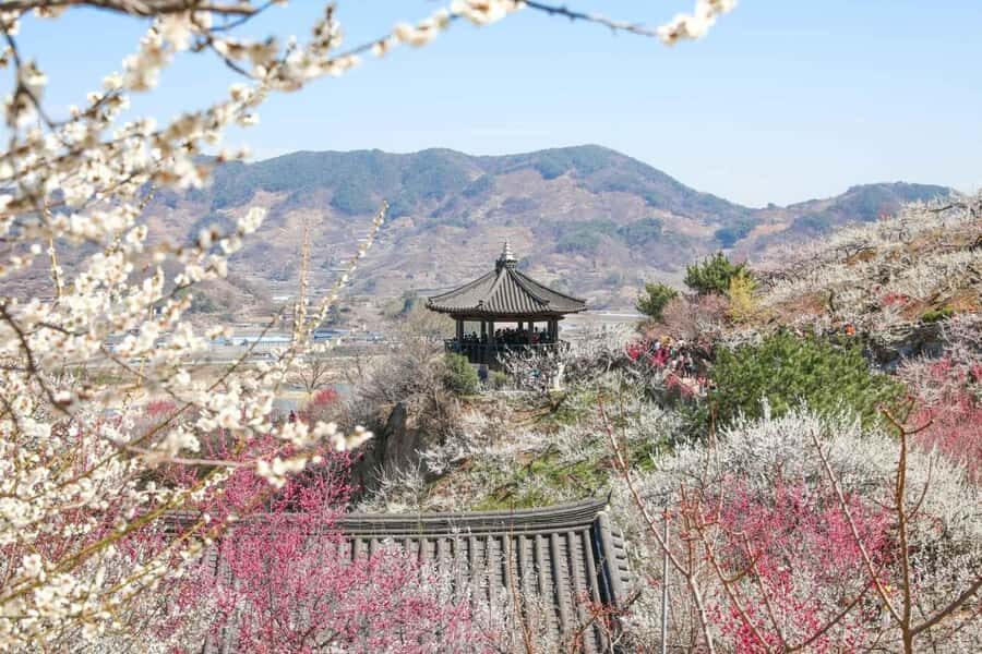 Seoul/Busan: Gwangyang Plum Blossom Festival Spring Day Tour - Who Will Love This Tour?