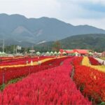 Seoul: Cheorwon DMZ & 2nd Tunnel Small Group Tour - Detailed Breakdown of the Experience