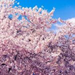 Seoul Cherry Blossom and Spring Experience Walking Tour - The Sum Up
