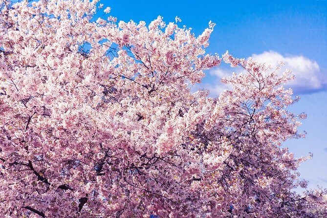 Seoul Cherry Blossom and Spring Experience Walking Tour - The Sum Up