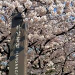Seoul City Cherry Blossom Private Sightseeing Tour - Who Will Love This Tour?