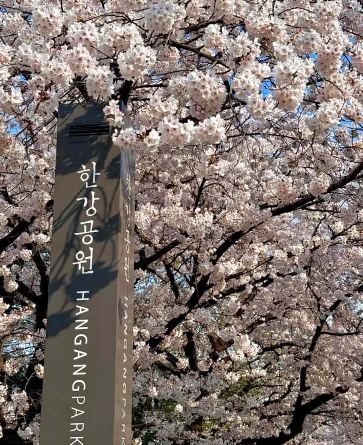 Seoul City Cherry Blossom Private Sightseeing Tour - Who Will Love This Tour?
