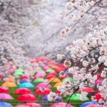 Seoul: Jinhae Cherry Blossom or Random Spring Flowers Tour - What to Expect During Your Day