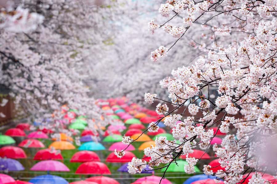 Seoul: Jinhae Cherry Blossom or Random Spring Flowers Tour - What to Expect During Your Day