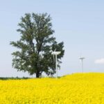 Seoul: King Cherry Blossom or Random Spring Flowers Day Tour - The Experience in Practice: Highlights and Insights