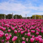Seoul: Taean Tulip Festival and Strawberry Picking Day Tour - What Sets This Tour Apart