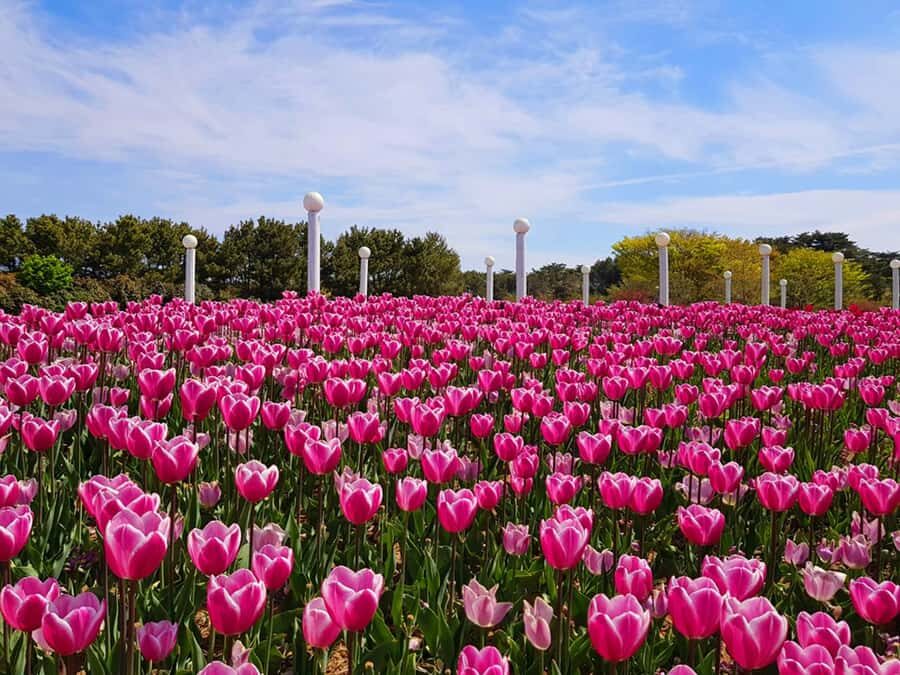 Seoul: Taean Tulip Festival and Strawberry Picking Day Tour - What Sets This Tour Apart