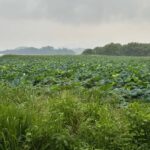 Seoul: "Taste Korea Slow" Full Day Escape & Wellness Tour - What Makes This Tour Stand Out