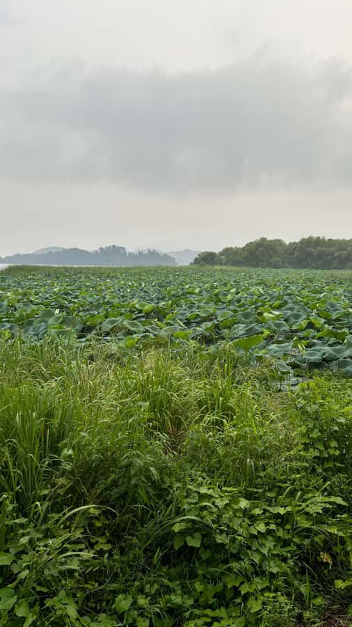 Seoul: "Taste Korea Slow" Full Day Escape & Wellness Tour - What Makes This Tour Stand Out