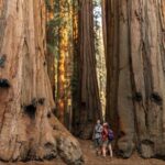 Sequoia National Park: Giant Forest Private Tour - The Itinerary: What to Expect