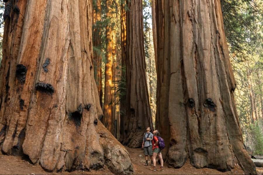 Sequoia National Park: Giant Forest Private Tour - The Itinerary: What to Expect