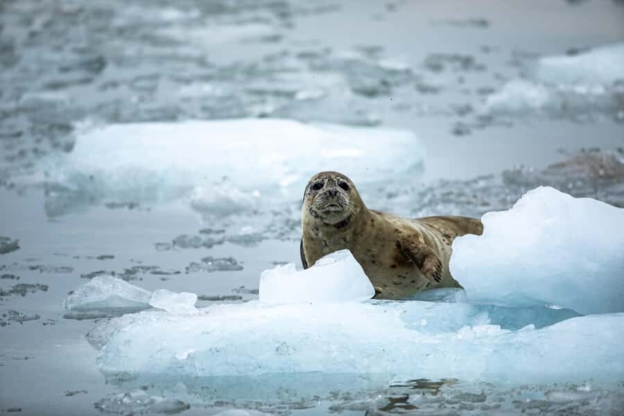 Seward: Full-Day Northwestern Fjord Glacier & Wildlife Tour - Who Should Consider This Tour?