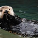 Seward: Resurrection Bay Half-Day Sightseeing Cruise - Key Points (Quick Facts)