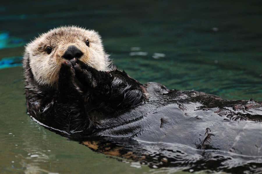 Seward: Resurrection Bay Half-Day Sightseeing Cruise - Key Points (Quick Facts)