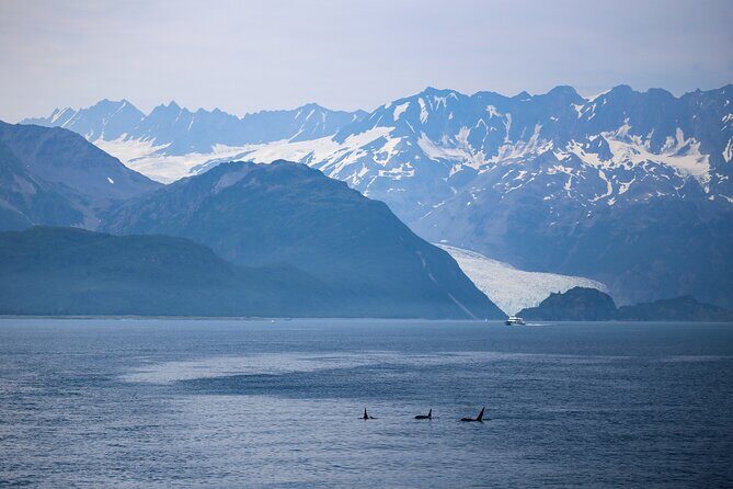 Seward Wildlife Explorer 60 minute Heli Flightseeing - The Experience and Its Practicalities
