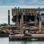 SF: Guided Walking Tour, Cable Car Ticket & Pier 39 Meal - The Itinerary: An In-Depth Look