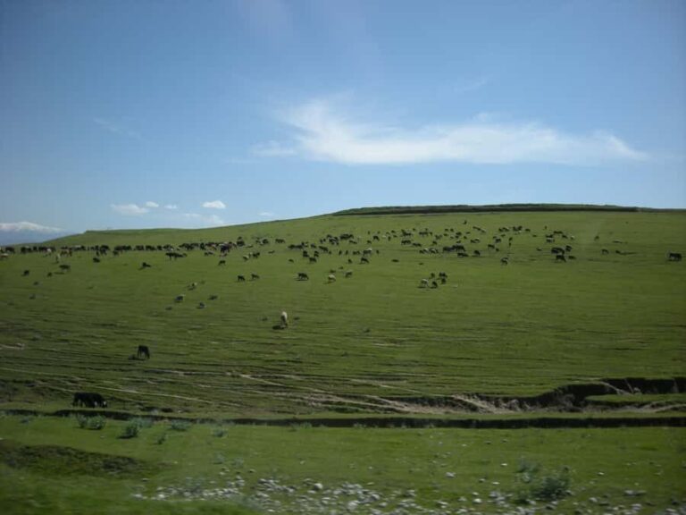 Shakhrisabz: Guided Historical Exploration Day Trip - Who Will Love This Tour?