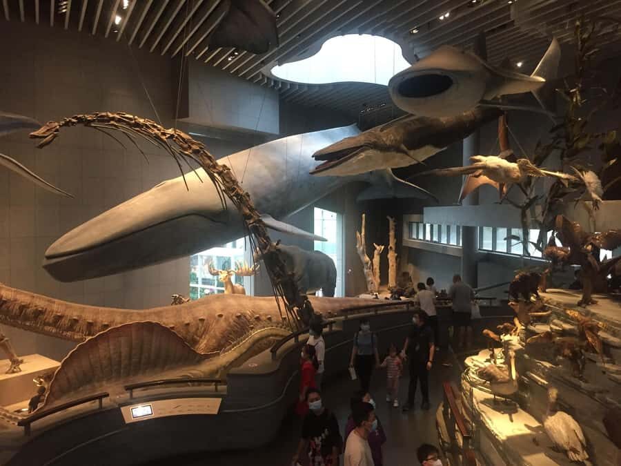 Shanghai Natural History Museum Admission Ticket - The Highlight Exhibits: Dinosaurs, Blue Whales, and More